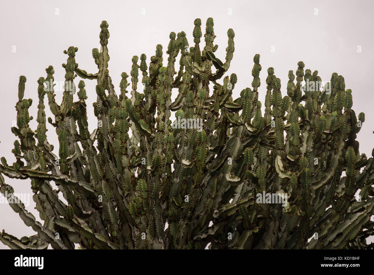 Tall (Candelabra Tree) Euphorbia ingens cactus in a urban park Stock ...