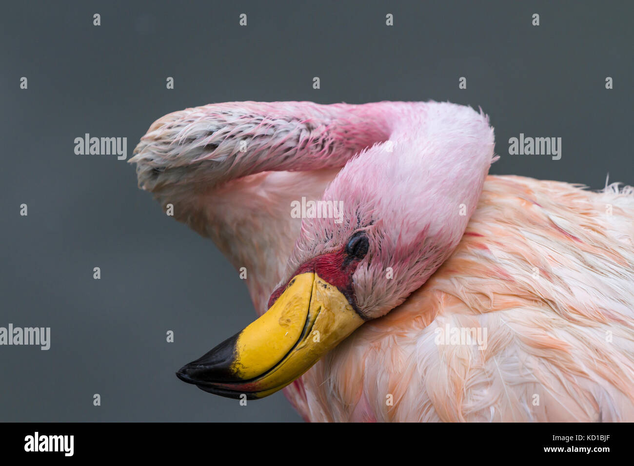 James's Flamingo at Slimbridge Stock Photo - Alamy