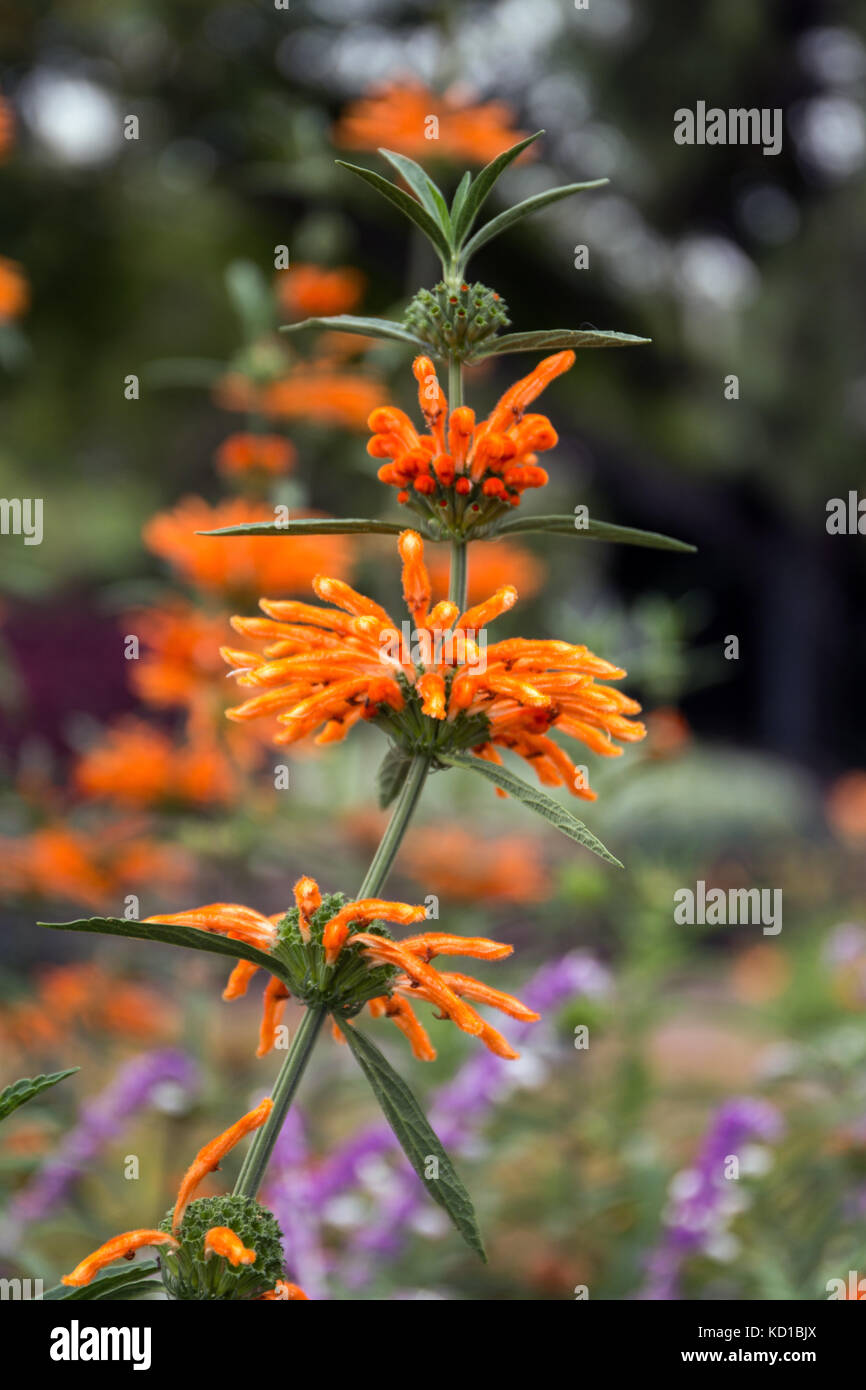 View of the Leonotis leonurus, also known as lion's tail and wild dagga ...