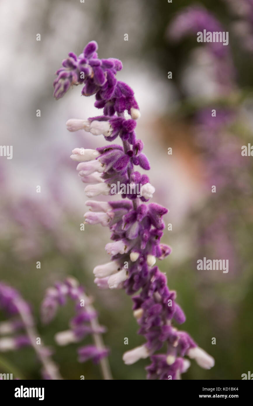 Close up view of the hairy vetch flower on a garden Stock Photo - Alamy
