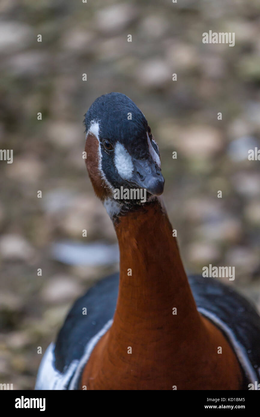 Red-breasted Goose at Slimbridge Stock Photo - Alamy
