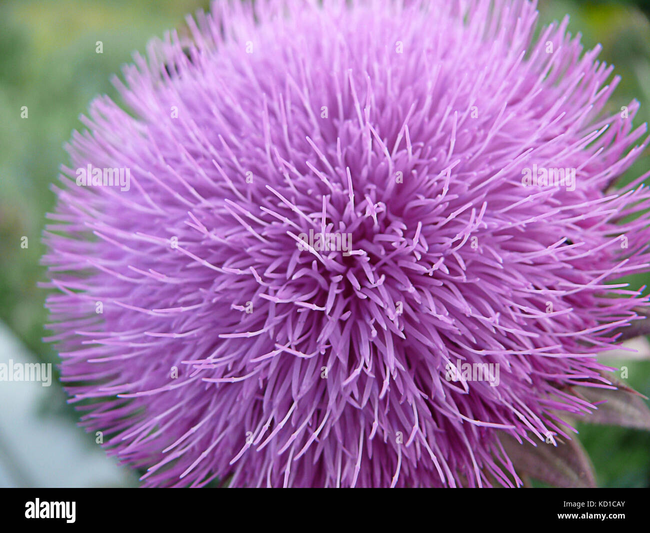 Amazing flower in a garden Stock Photo - Alamy