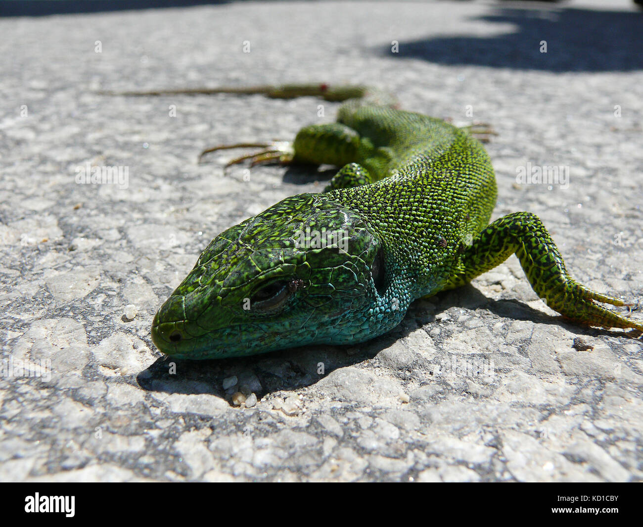 Sleepy lizard hi-res stock photography and images - Alamy