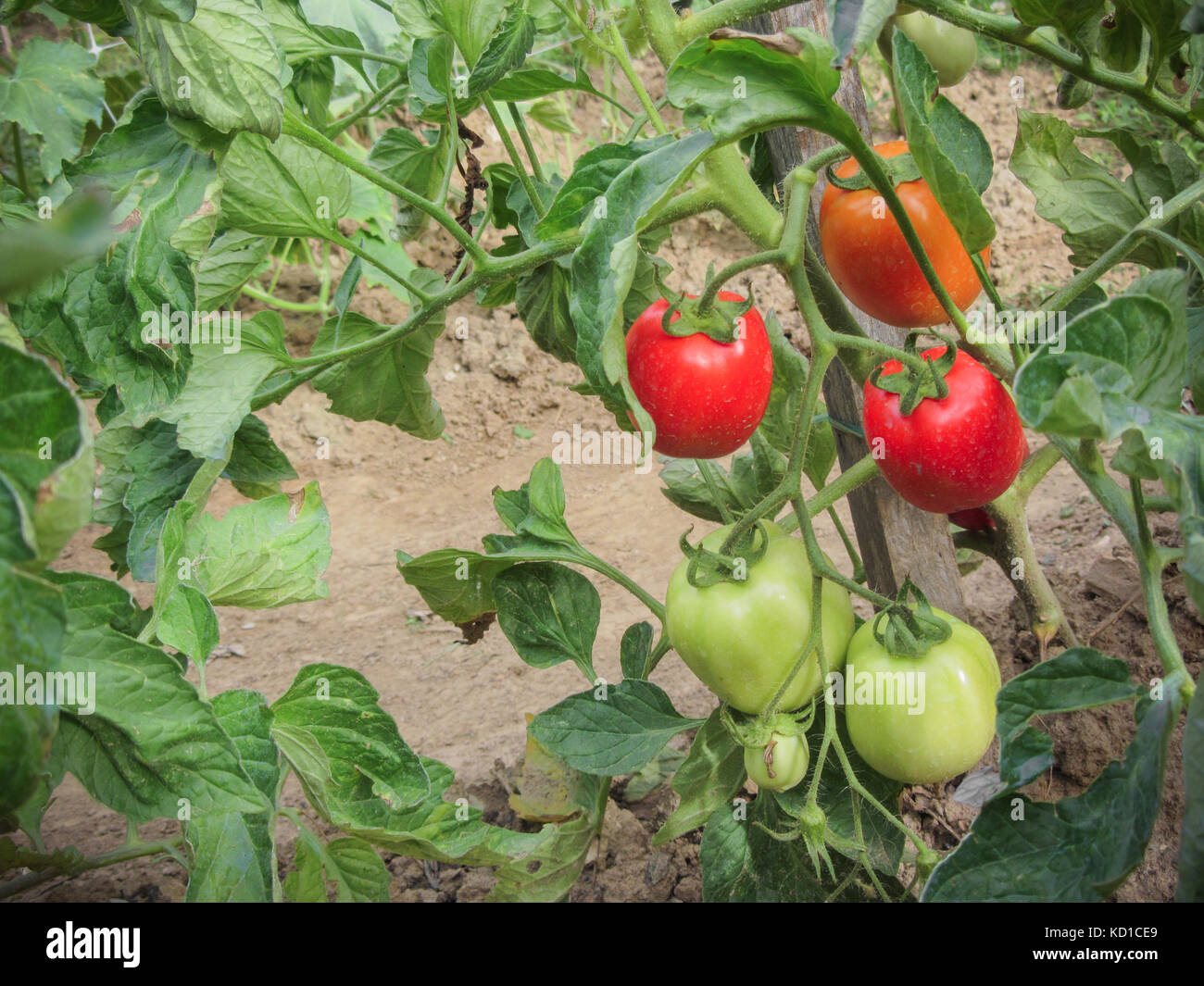 red tomato plants in a home made vegetable garden Stock Photo - Alamy