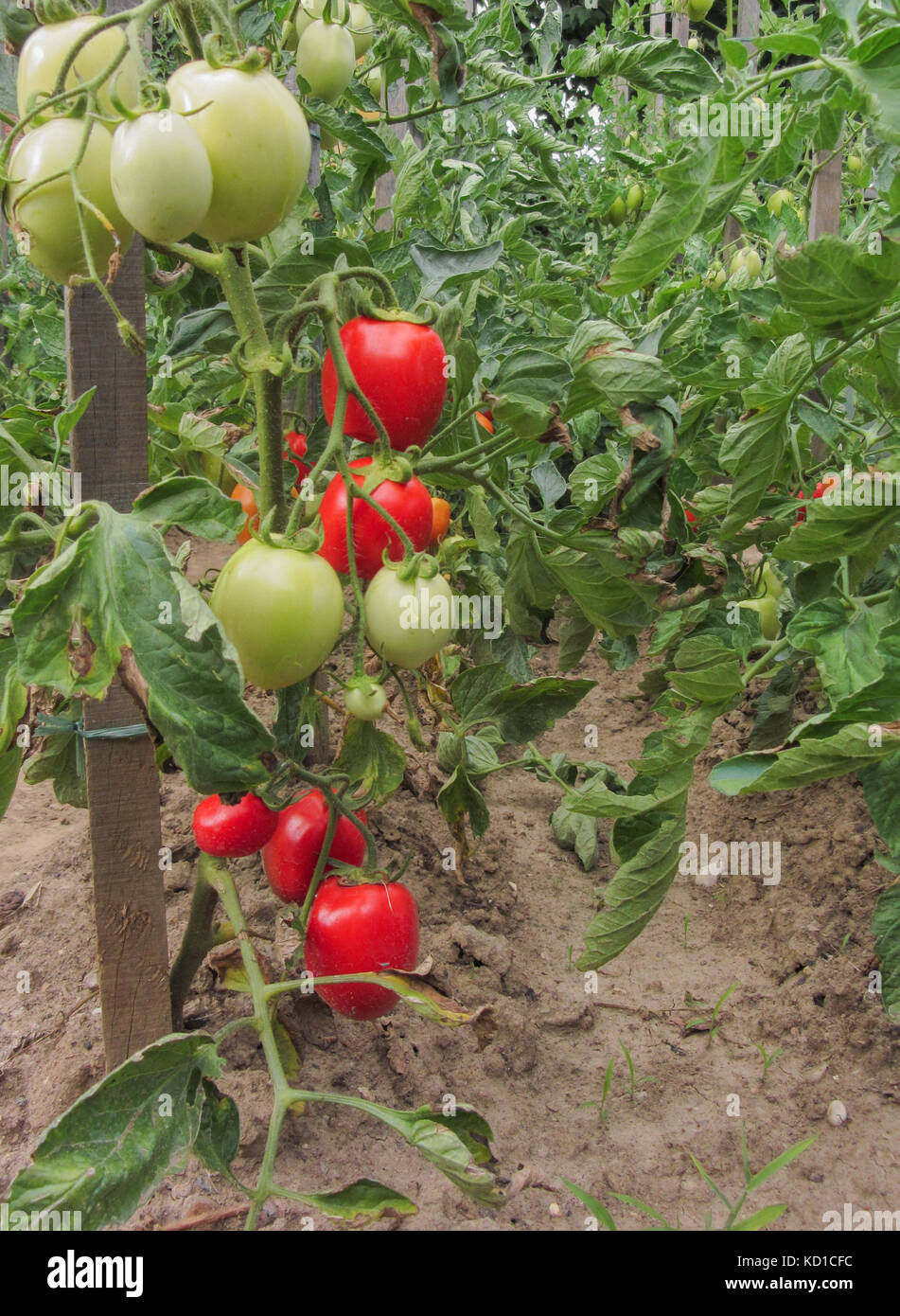 red tomato plants in a home made vegetable garden Stock Photo - Alamy