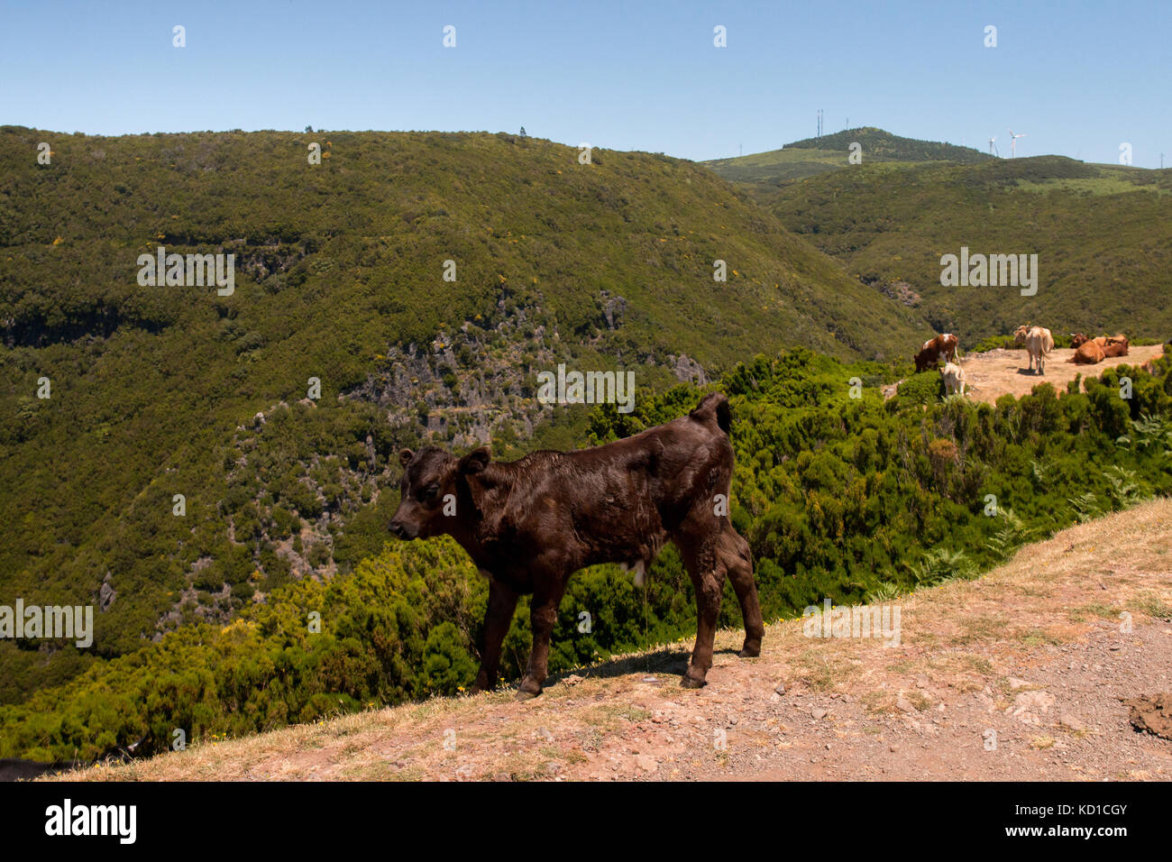 Cow on top of the mountain, in Madeira island Stock Photo - Alamy
