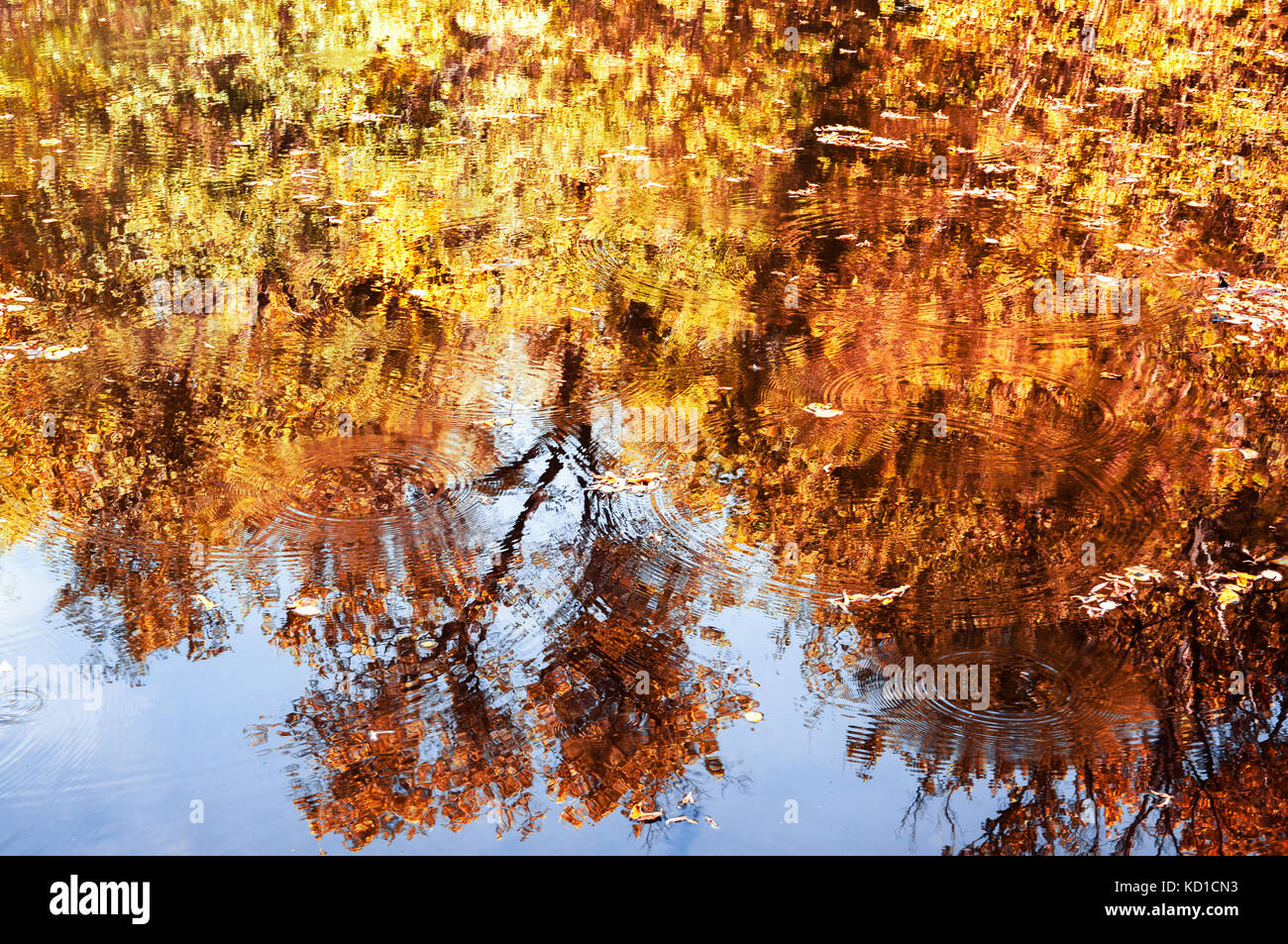Water with reflections of orange and yellow autumn trees Stock Photo ...