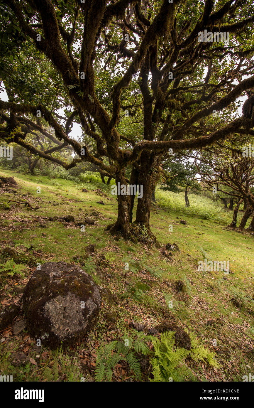 Fanal old Laurel trees location, famous hiking trail on Madeira island ...