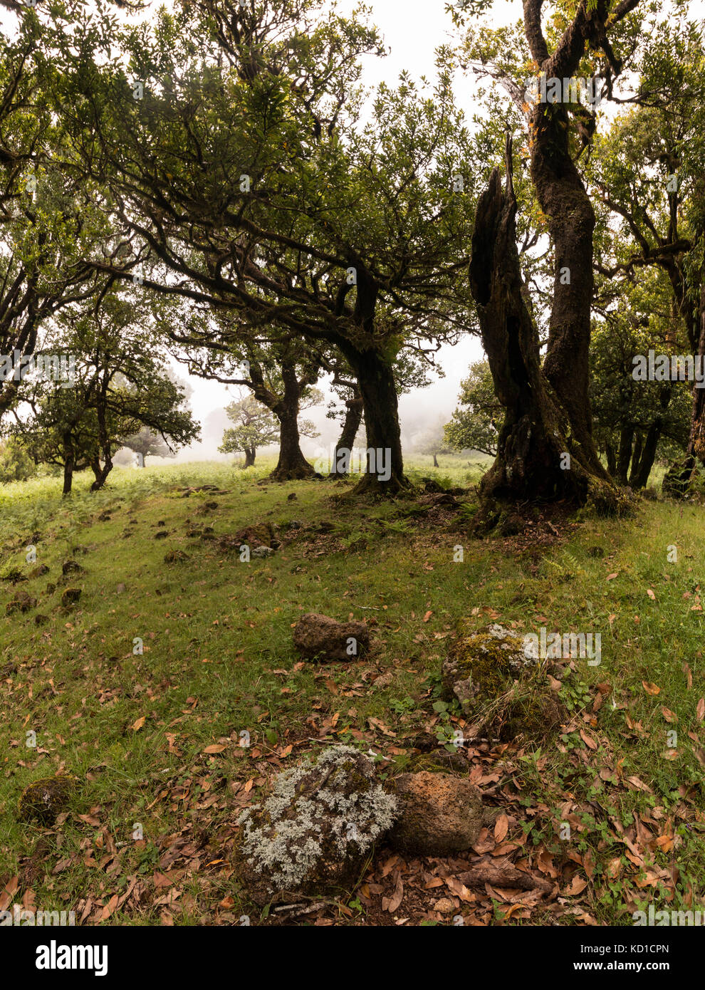 Fanal old Laurel trees location, famous hiking trail on Madeira island ...
