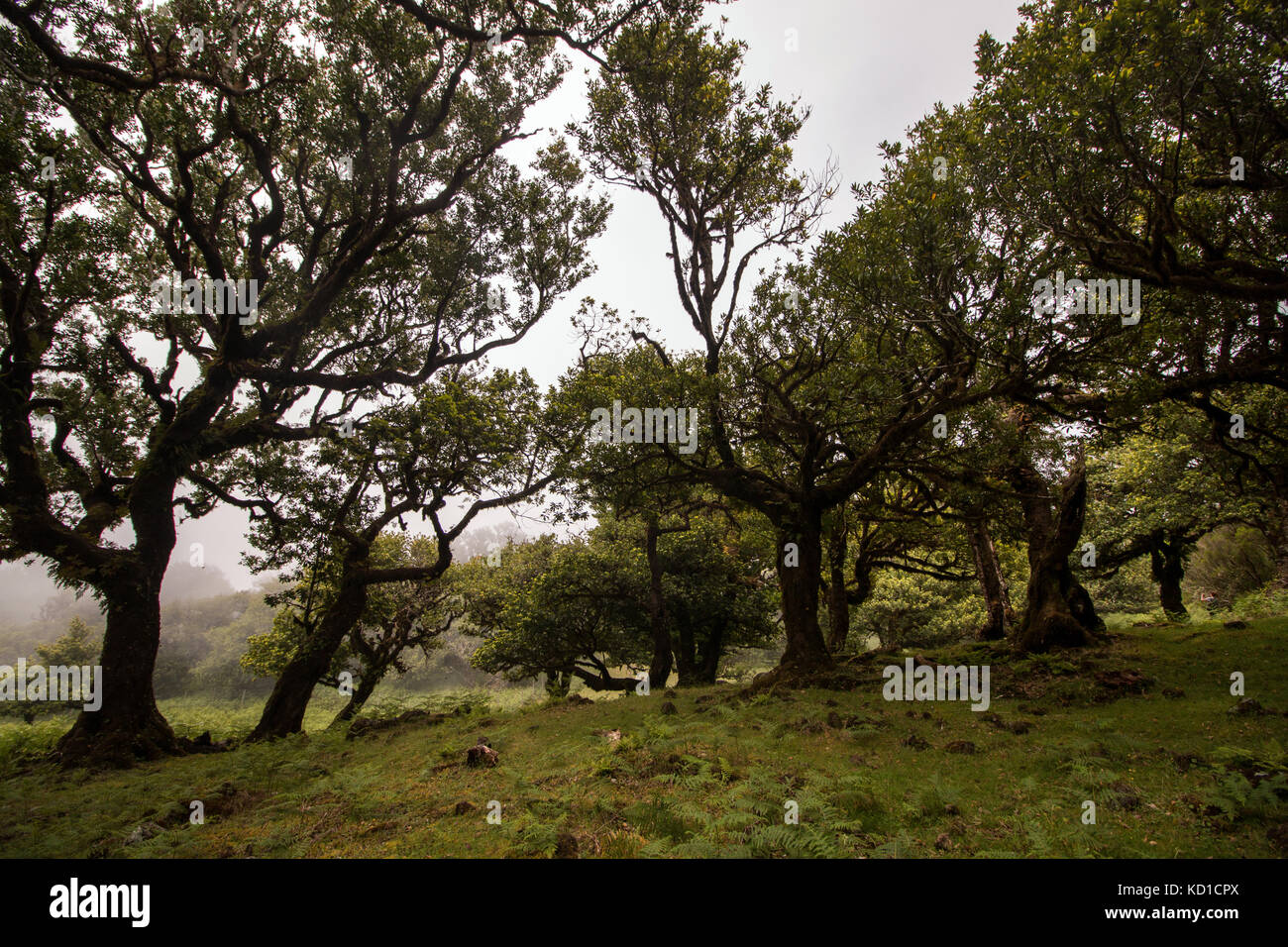 Old Laurel Trees High Resolution Stock Photography and Images - Alamy