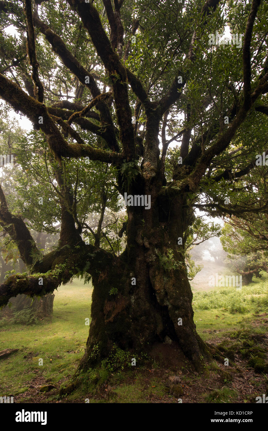 Fanal old Laurel trees location, famous hiking trail on Madeira island ...