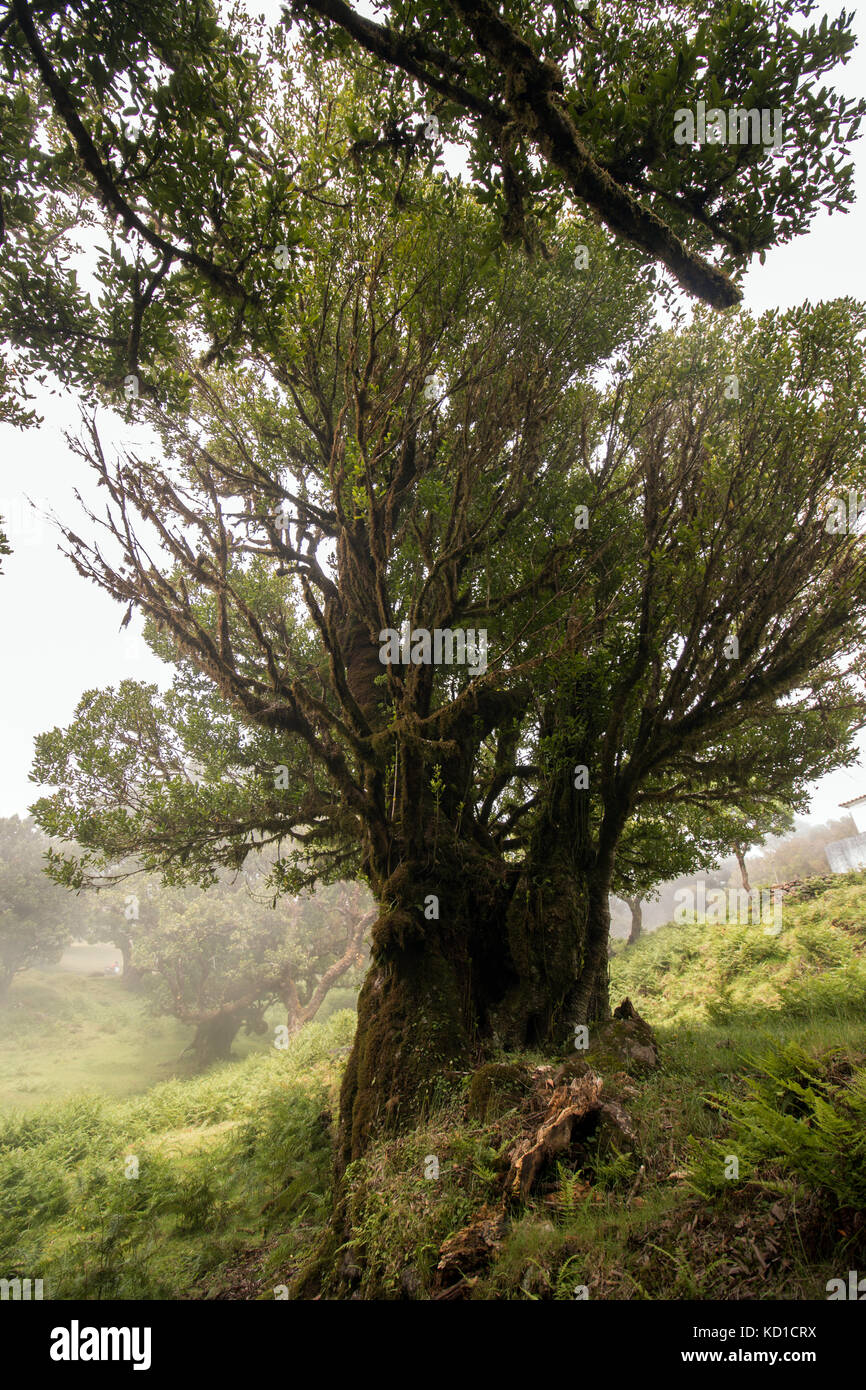 Fanal old Laurel trees location, famous hiking trail on Madeira island ...