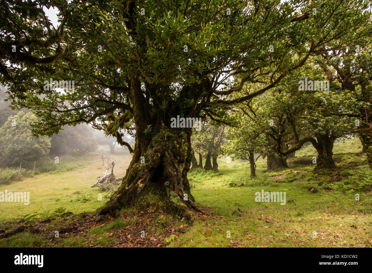 Fanal old Laurel trees location, famous hiking trail on Madeira island ...