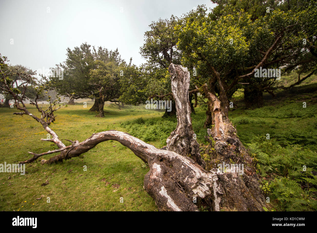 Fanal old Laurel trees location, famous hiking trail on Madeira island ...