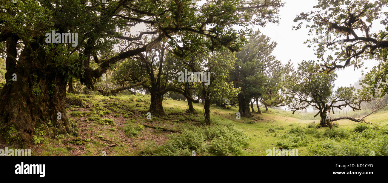 Fanal old Laurel trees location, famous hiking trail on Madeira island ...
