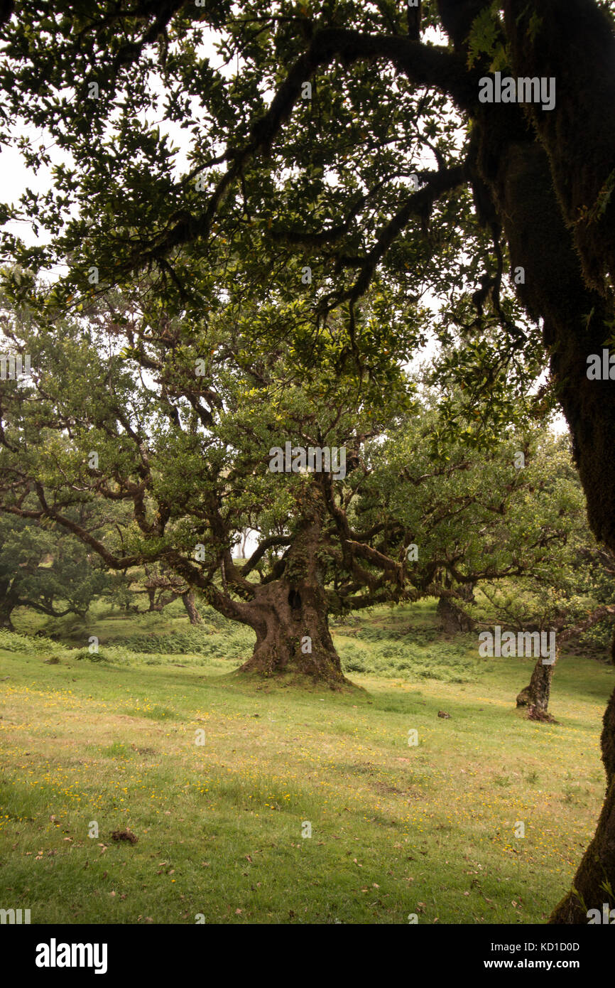 Fanal old Laurel trees location, famous hiking trail on Madeira island ...