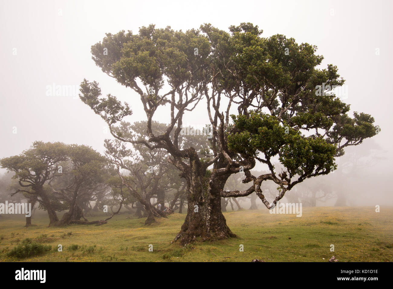 Fanal old Laurel trees location, famous hiking trail on Madeira island ...