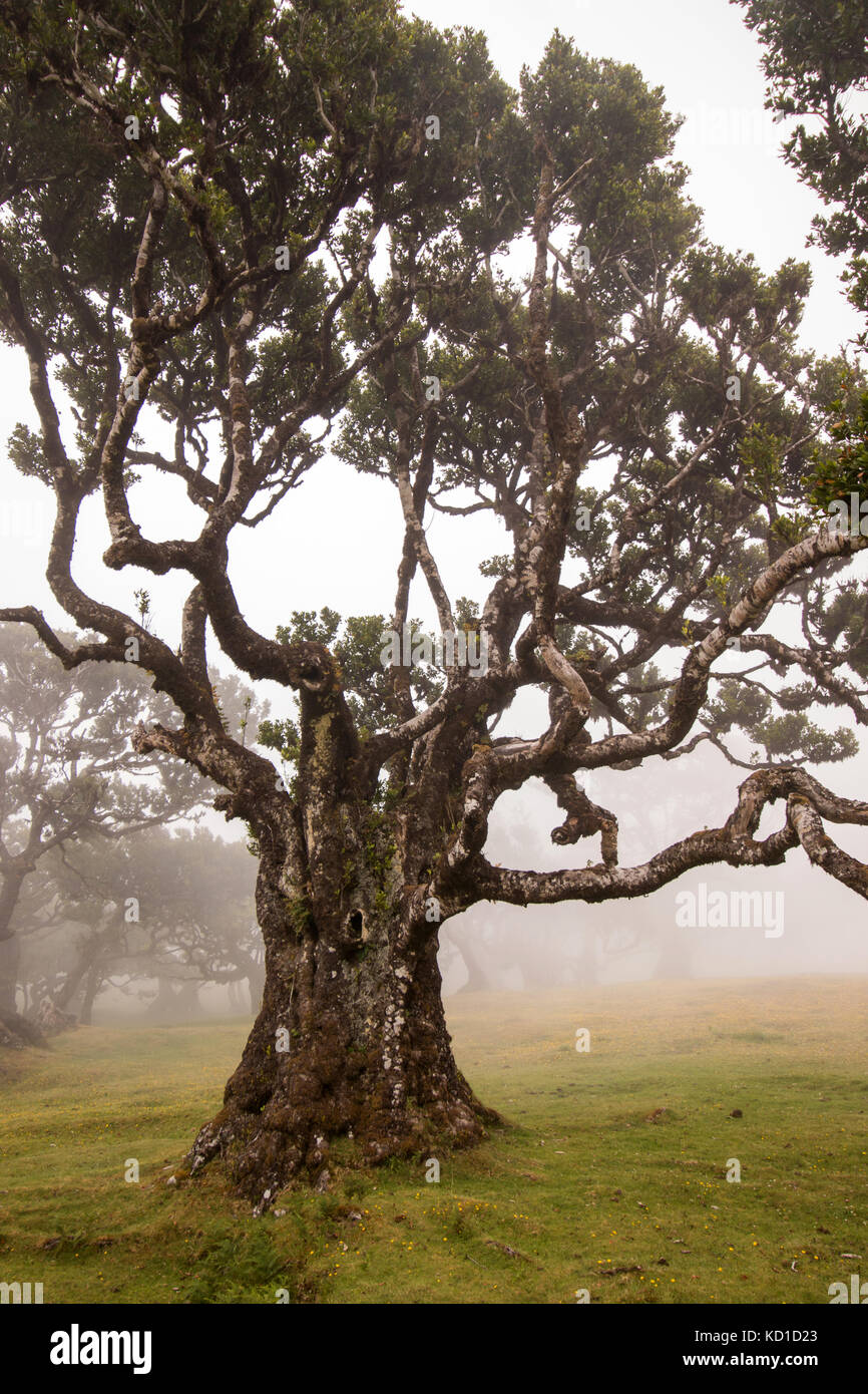 Fanal old Laurel trees location, famous hiking trail on Madeira island ...