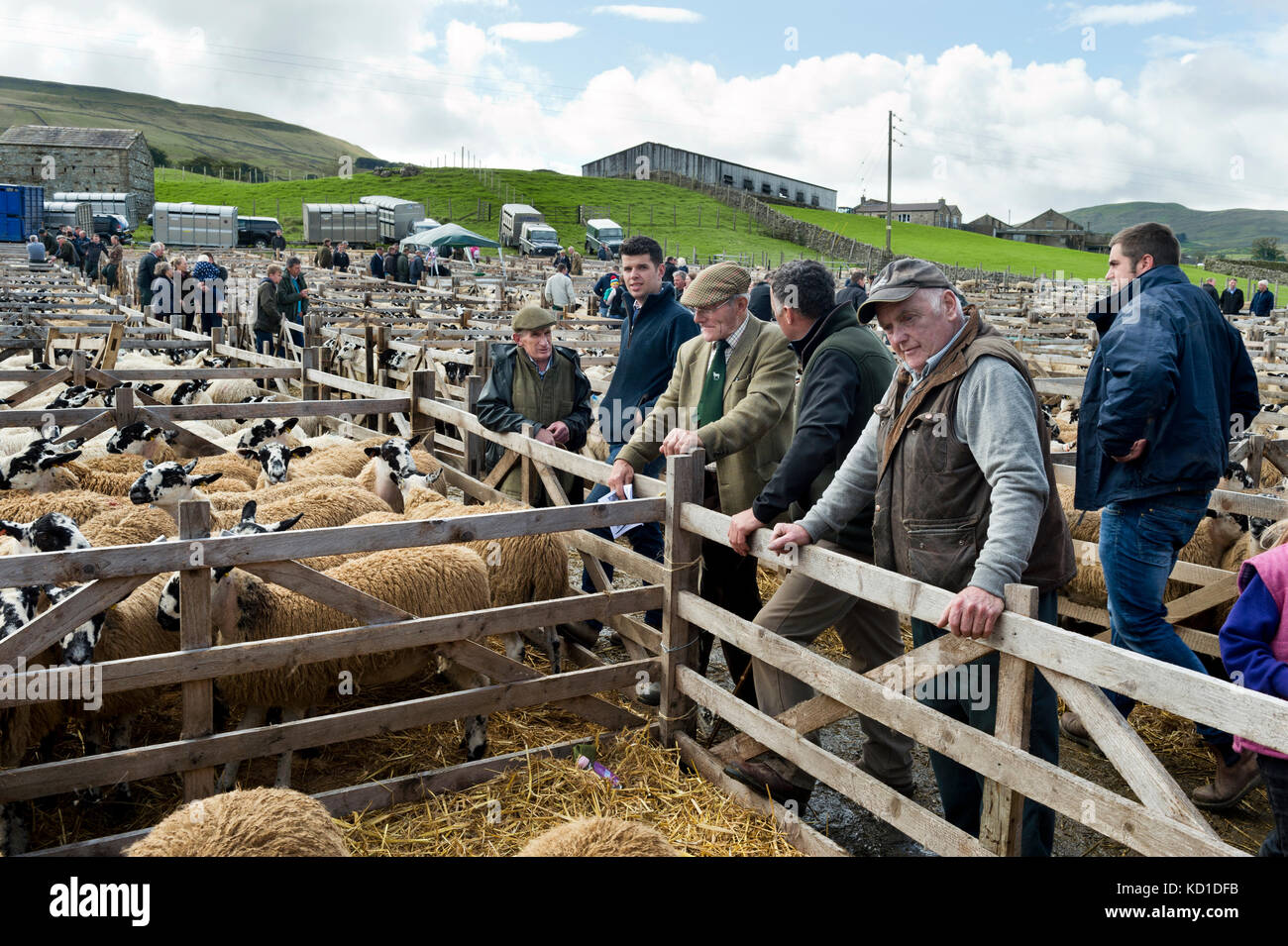 Major two day show and sale of mule gimmer lambs at Hawes Auction mart ...