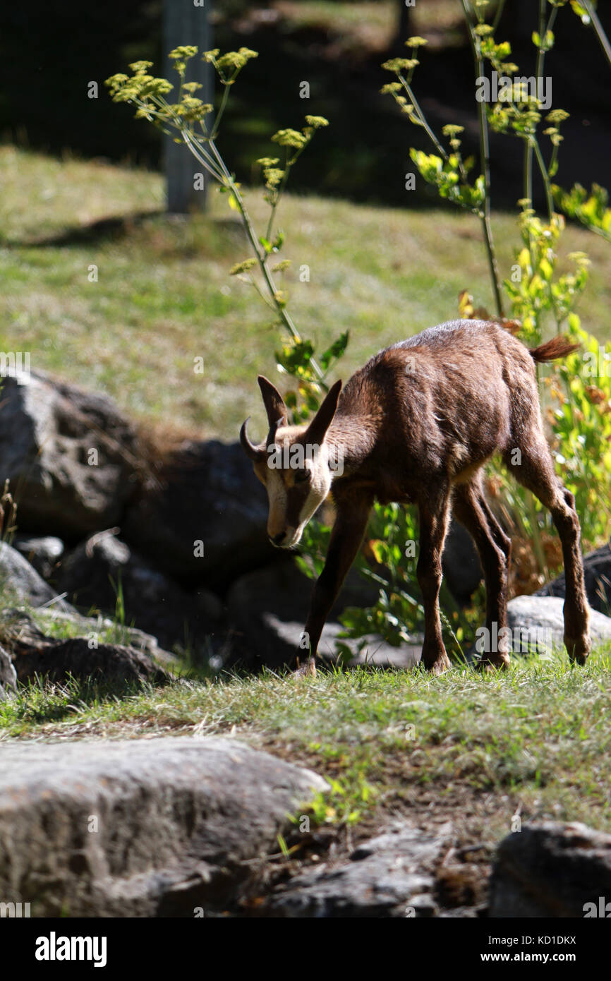 Little deer hi-res stock photography and images - Alamy