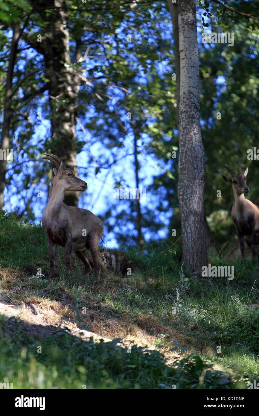 Beautiful ibex hi-res stock photography and images - Alamy