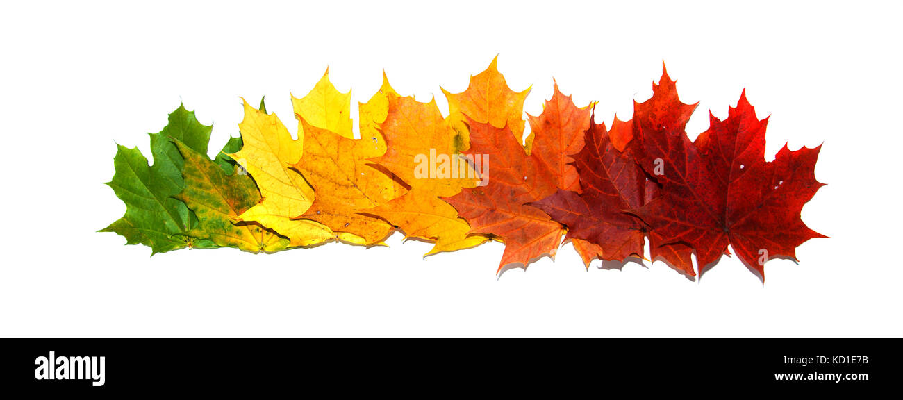Bright maple leaves. The symbol of autumn. Isolated on white Stock ...