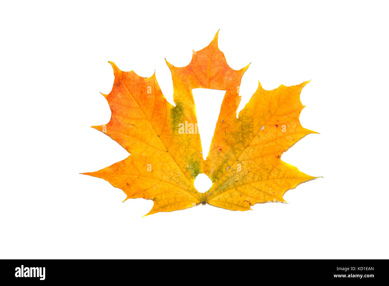 Exclamation mark on a maple leaf. Isolated on white Stock Photo - Alamy