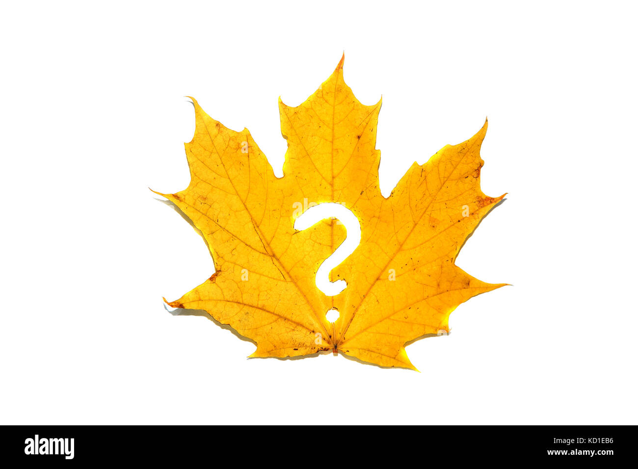 Question mark on a maple leaf. Isolated on white. Copy space Stock ...