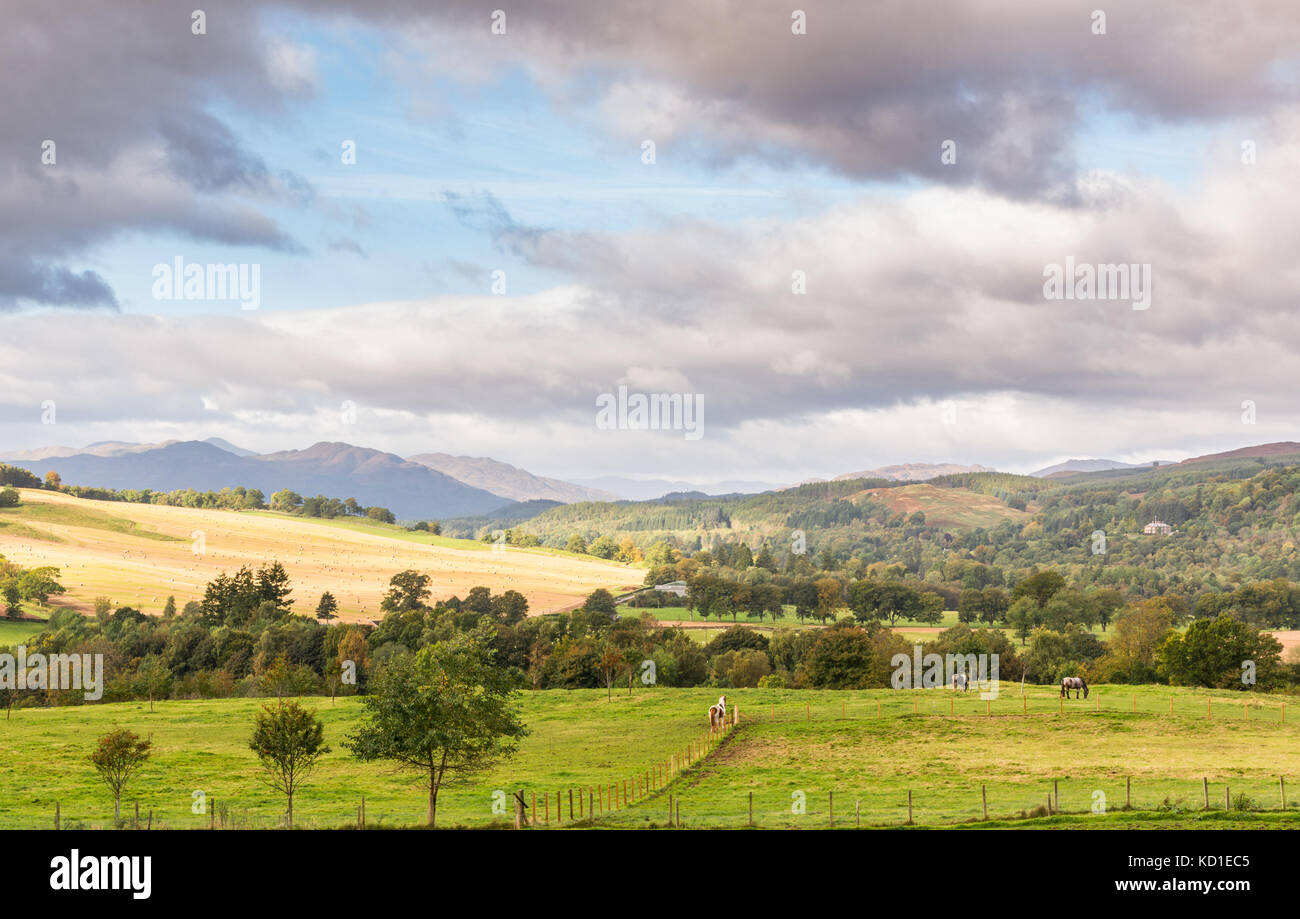 Scottish scene with horses,green fields, forresrty and the majestic Ben ...
