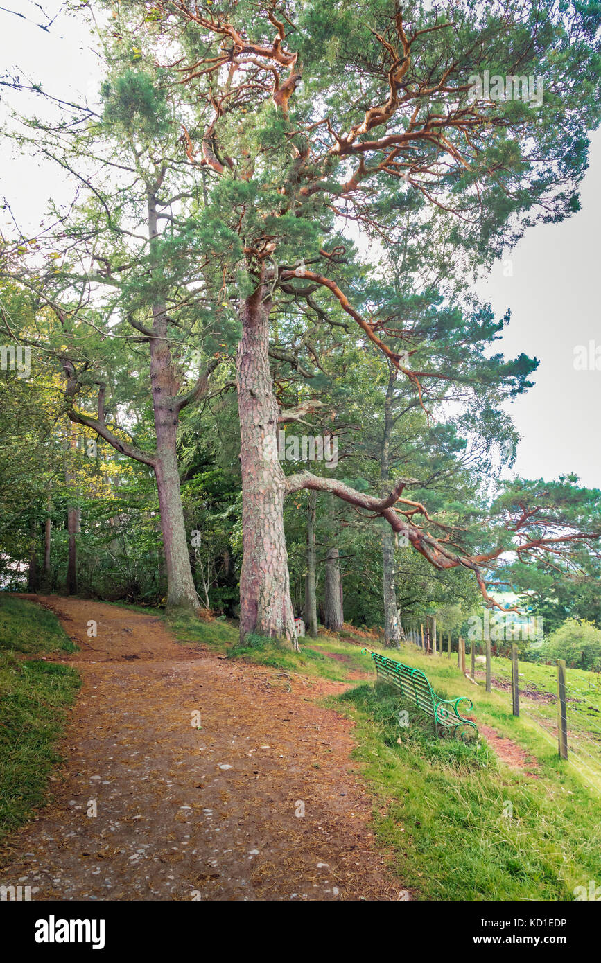 Scottish Trees Stock Photos & Scottish Trees Stock Images - Alamy