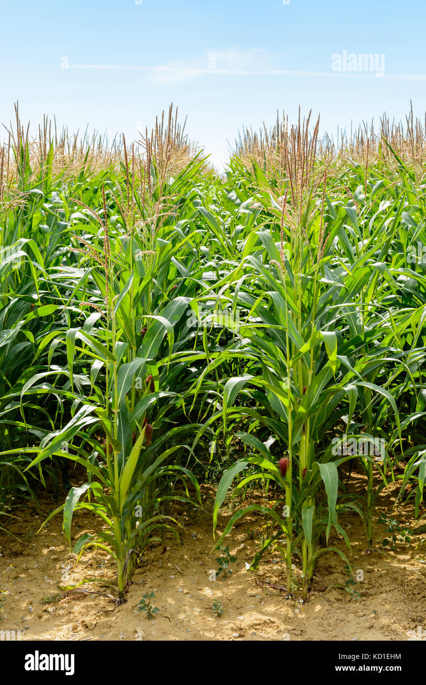 Front view of rows of ripening corn in a field under a pale blue sky in ...