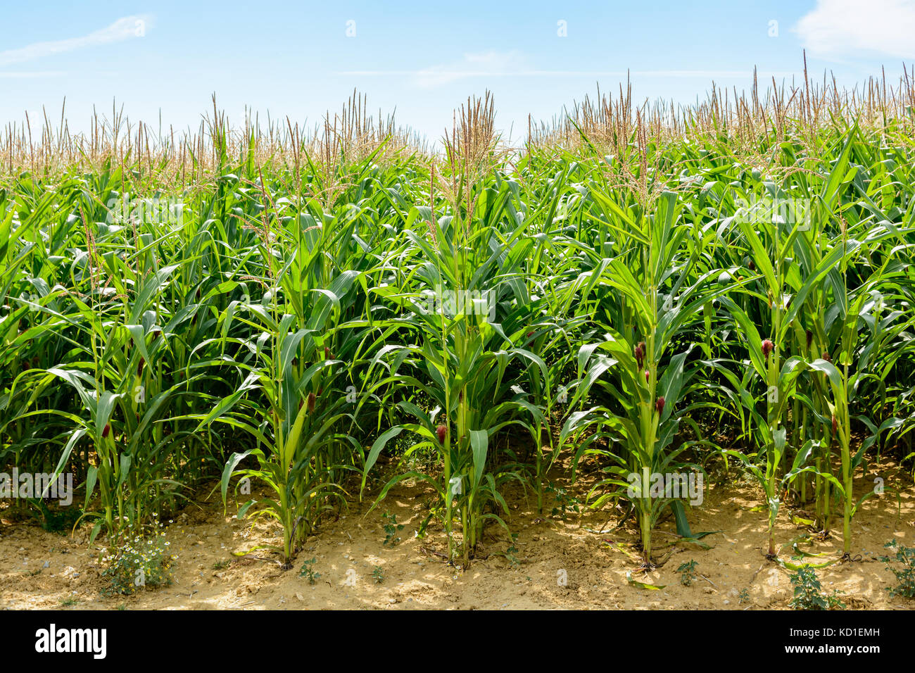 Front view of rows of ripening corn in a field under a pale blue sky in ...