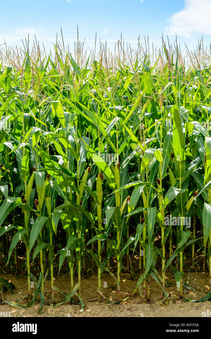 Corn Field Hd