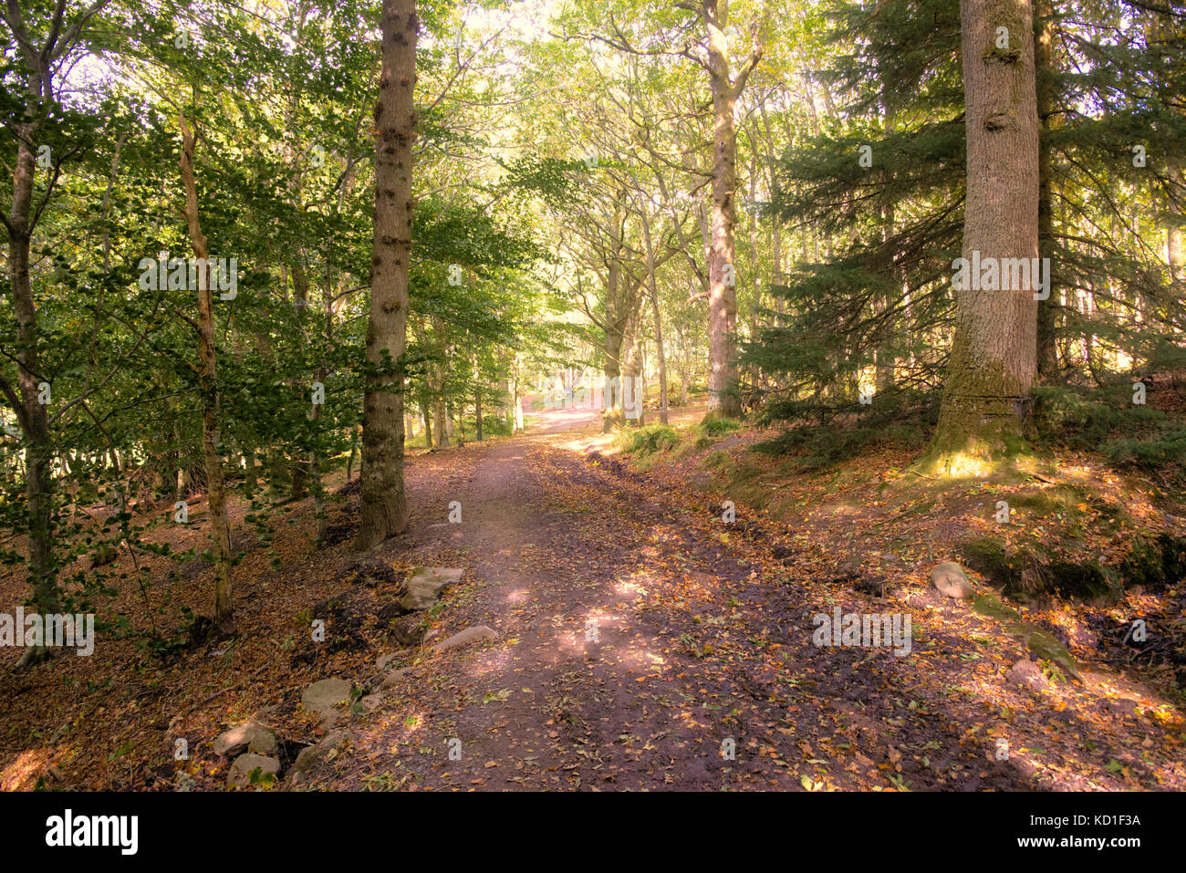 A Scottish Forrest Walk at Autumn as the leaves start to turn and loose ...