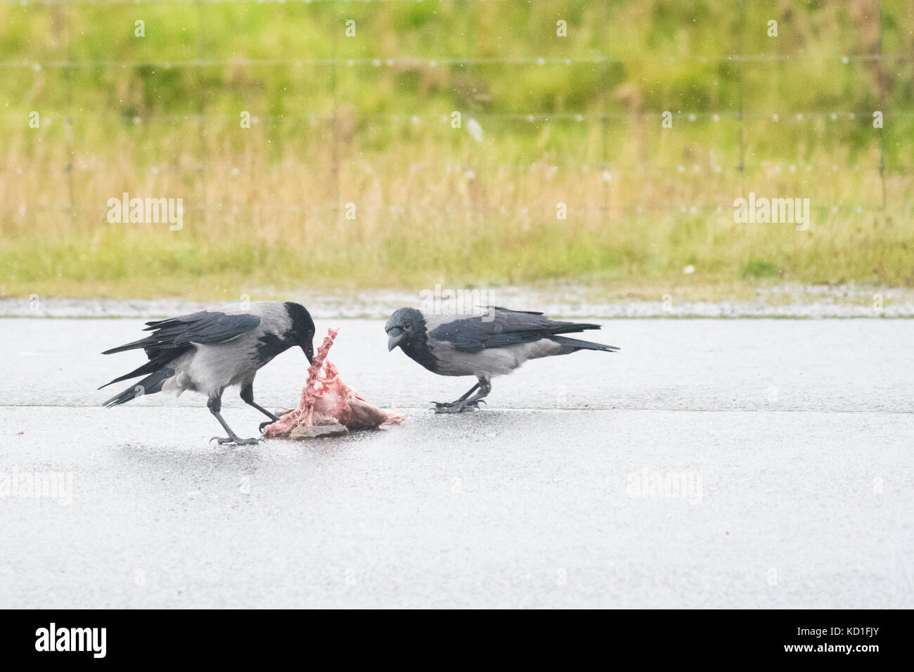 Hooded crow scotland hi-res stock photography and images - Alamy