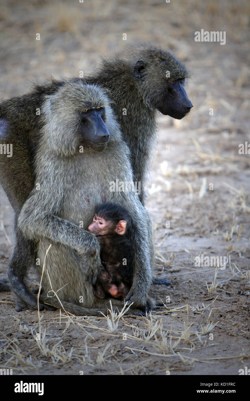 baboon family in Tanzania safari Stock Photo - Alamy