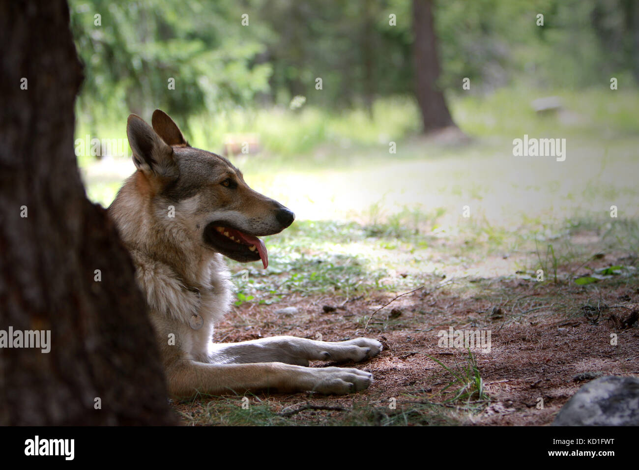 Czech shepherd hi-res stock photography and images - Alamy