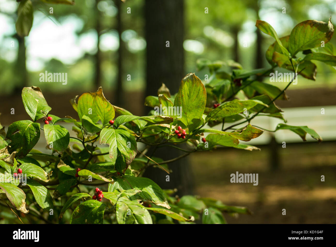 Leaves with berries Stock Photo - Alamy