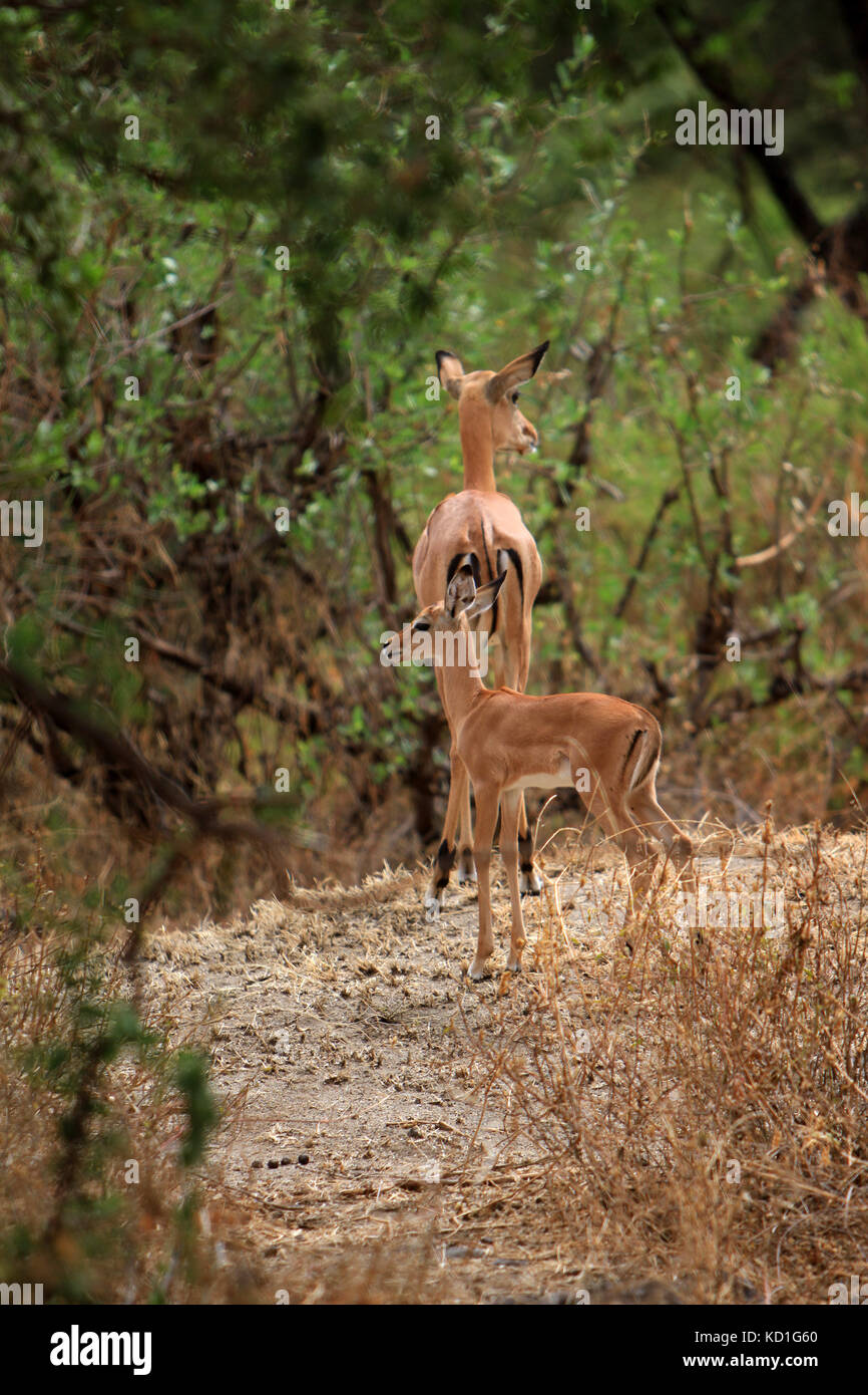 little impala at Tanzania safari Stock Photo - Alamy