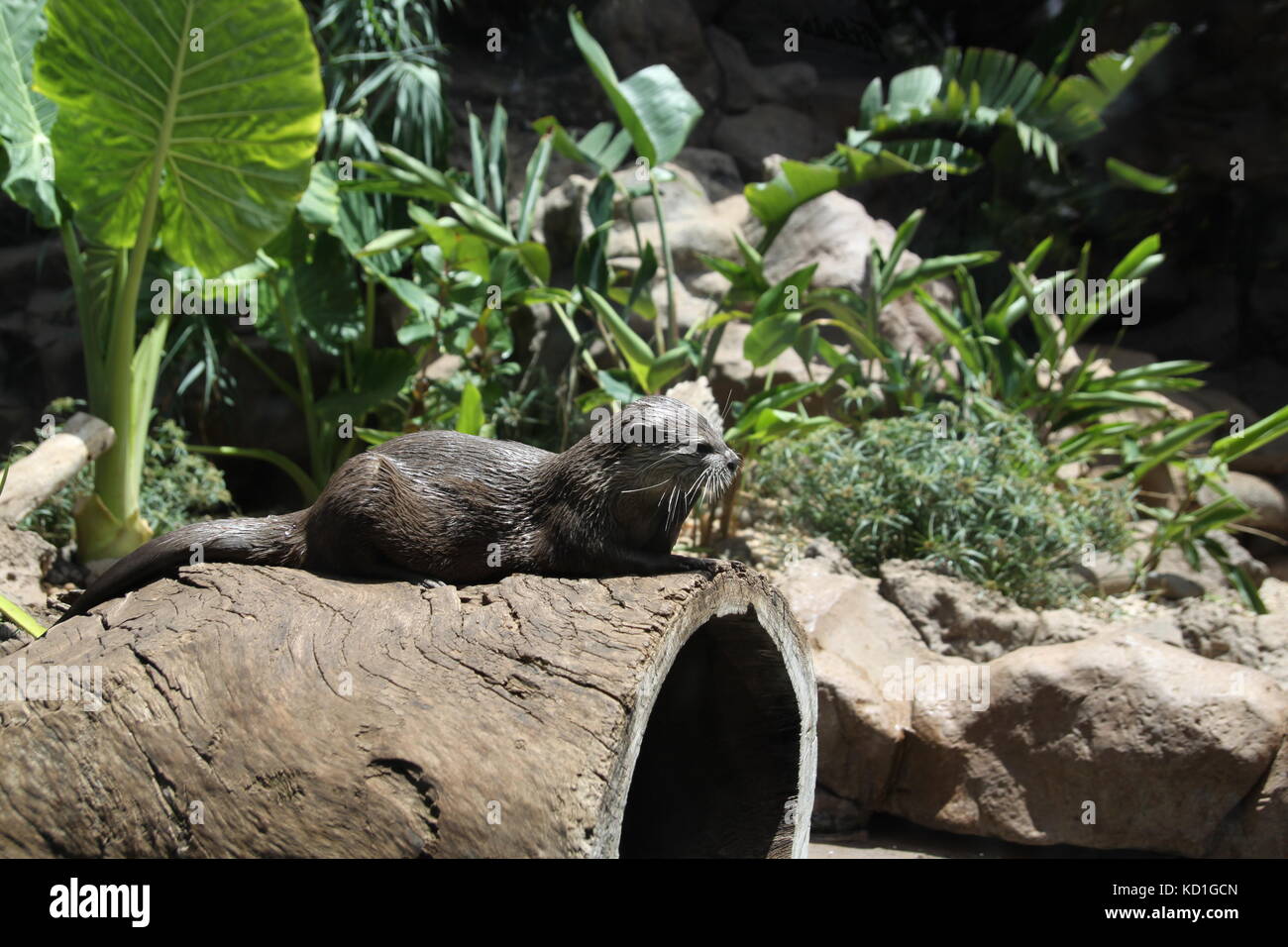 Big Log High Resolution Stock Photography and Images - Alamy
