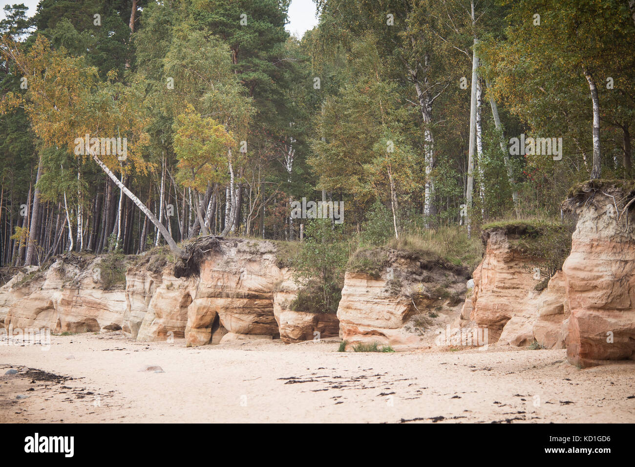 A beautiful sandstone shore landscape. Trees growing on a sandstone ...
