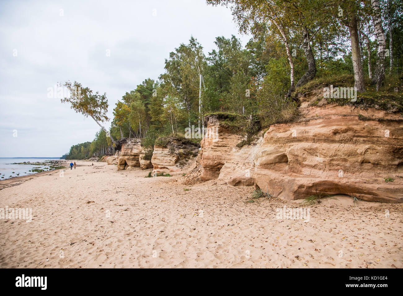 A beautiful sandstone shore landscape. Trees growing on a sandstone ...