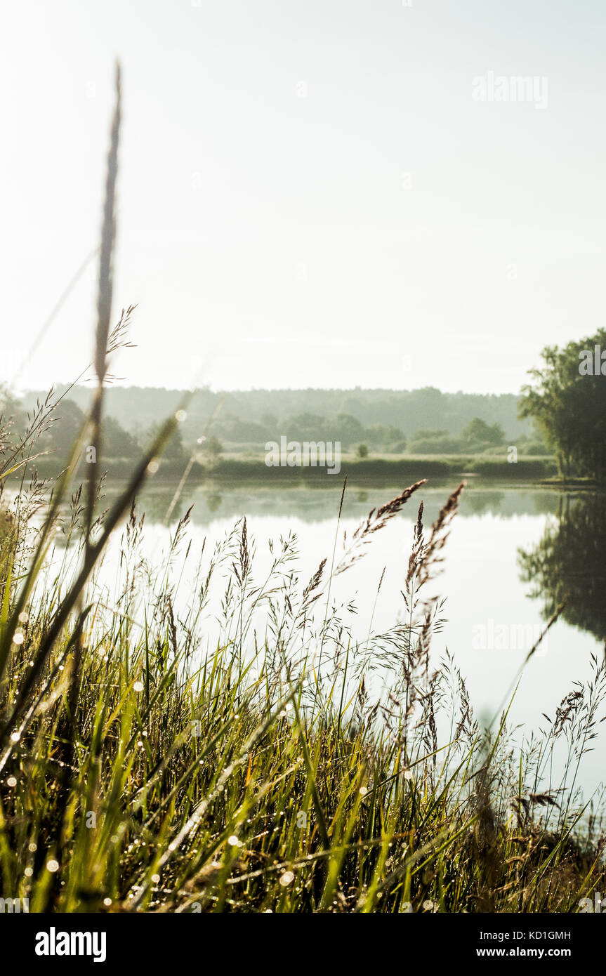 Faded lake in the morning. Grass field in closeup Stock Photo - Alamy