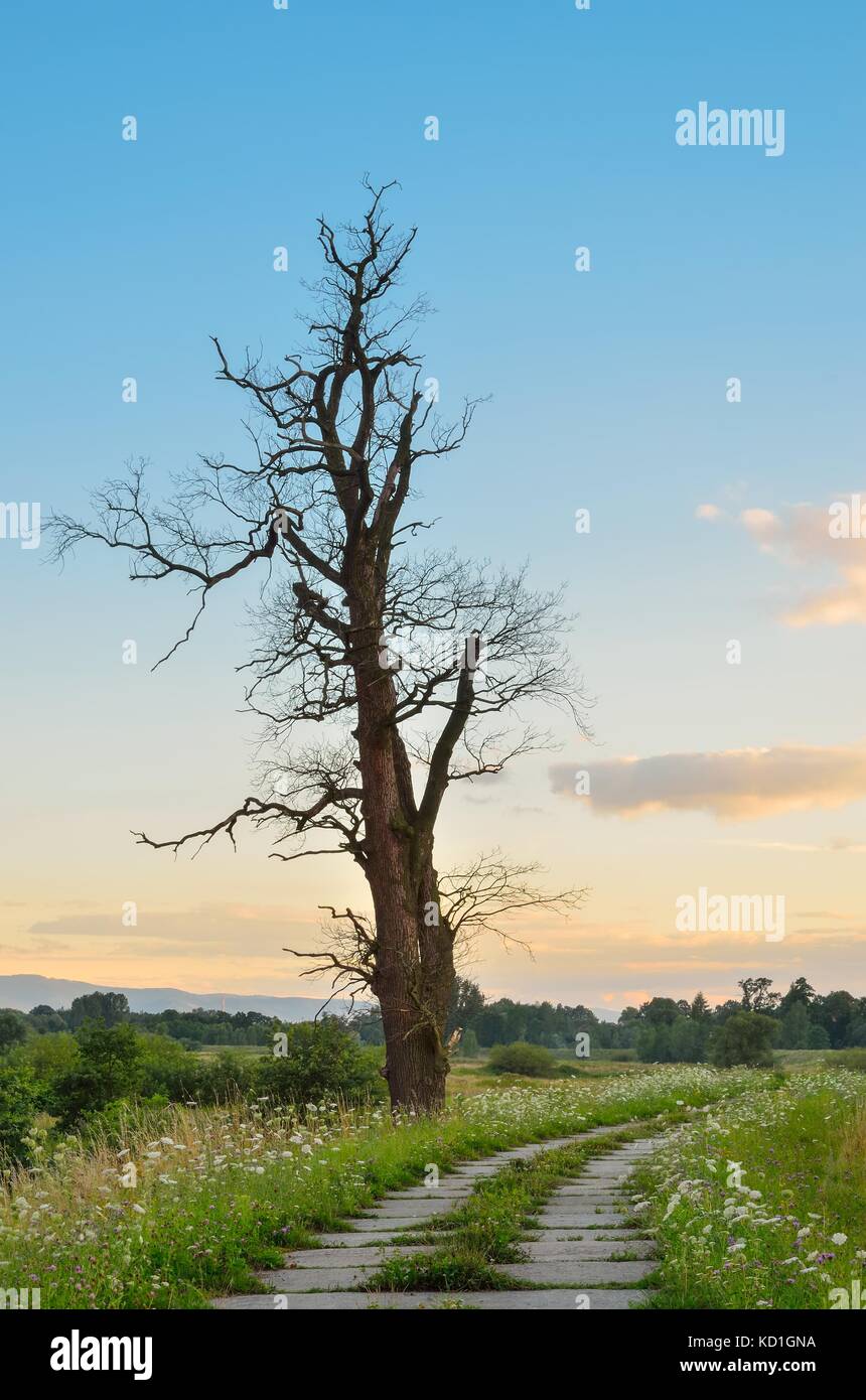 Beautiful summer landscape. Road and lonely tree with colored sky in ...