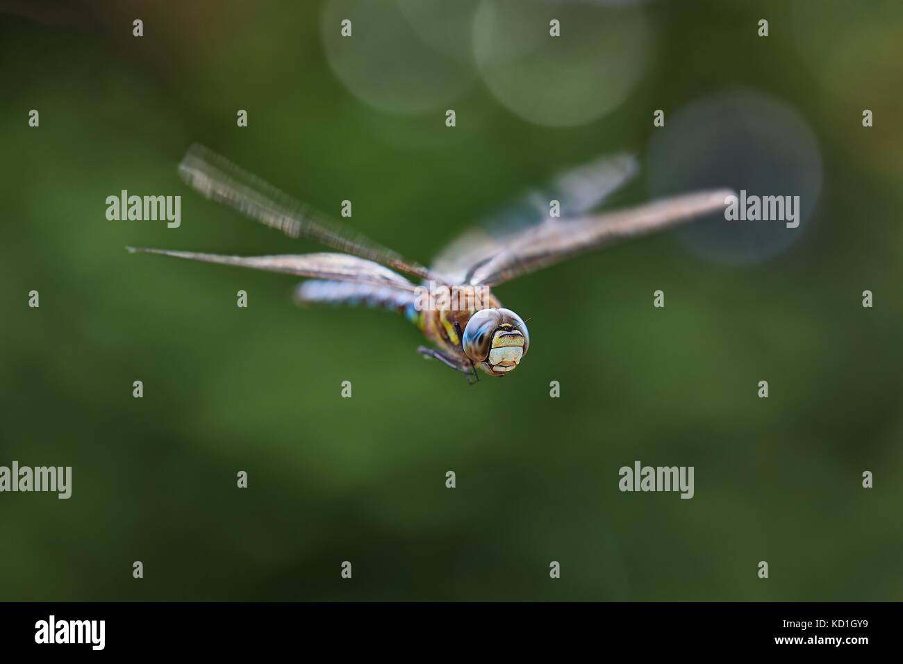 Dragonfly in flight Stock Photo - Alamy