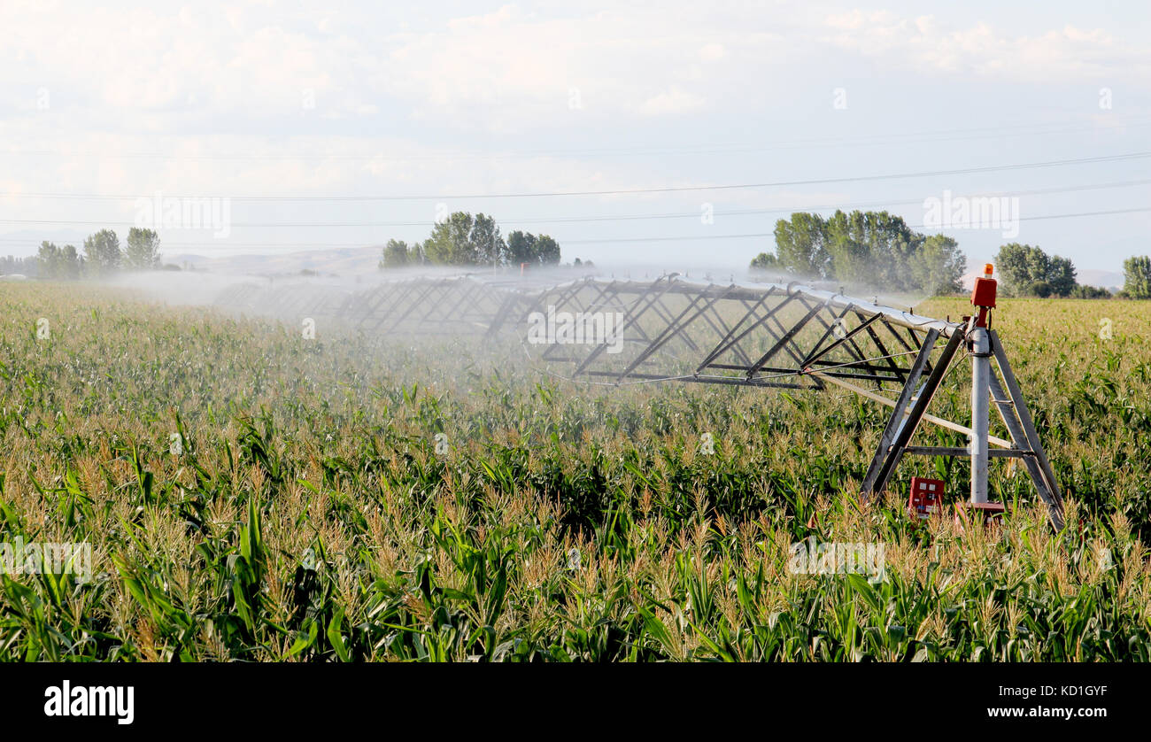 A green field of corn growing up Stock Photo - Alamy