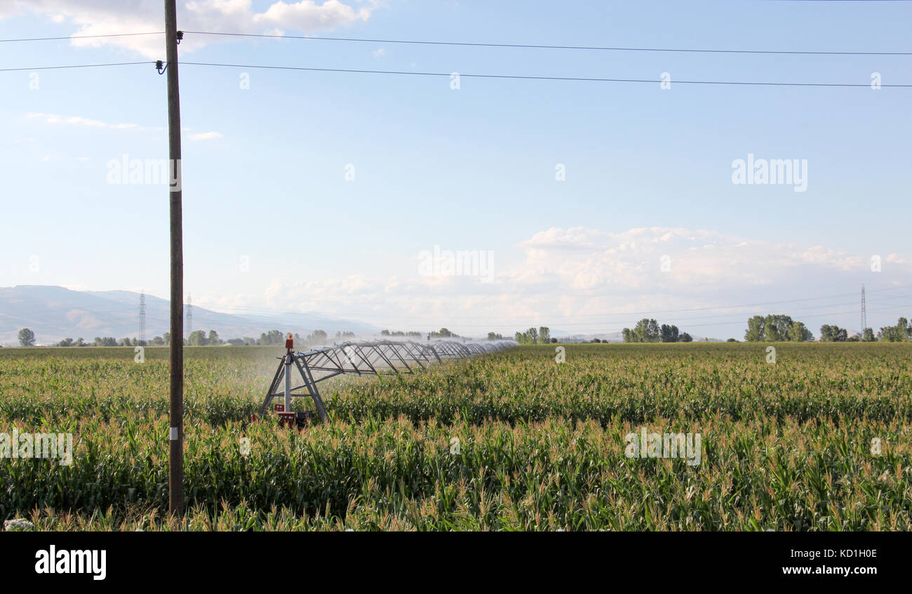A green field of corn growing up Stock Photo - Alamy