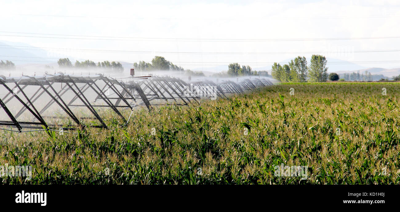 A green field of corn growing up Stock Photo - Alamy