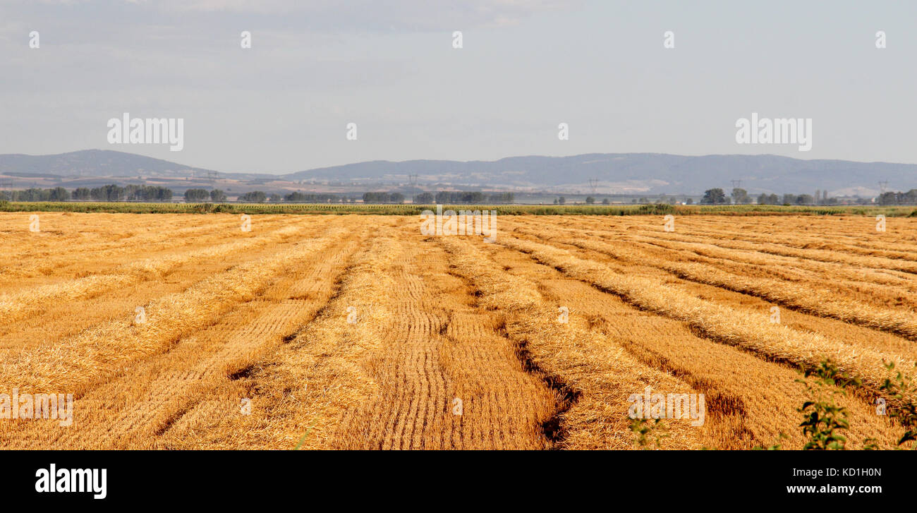 golden colors of summer wheat field after a harvest Stock Photo - Alamy