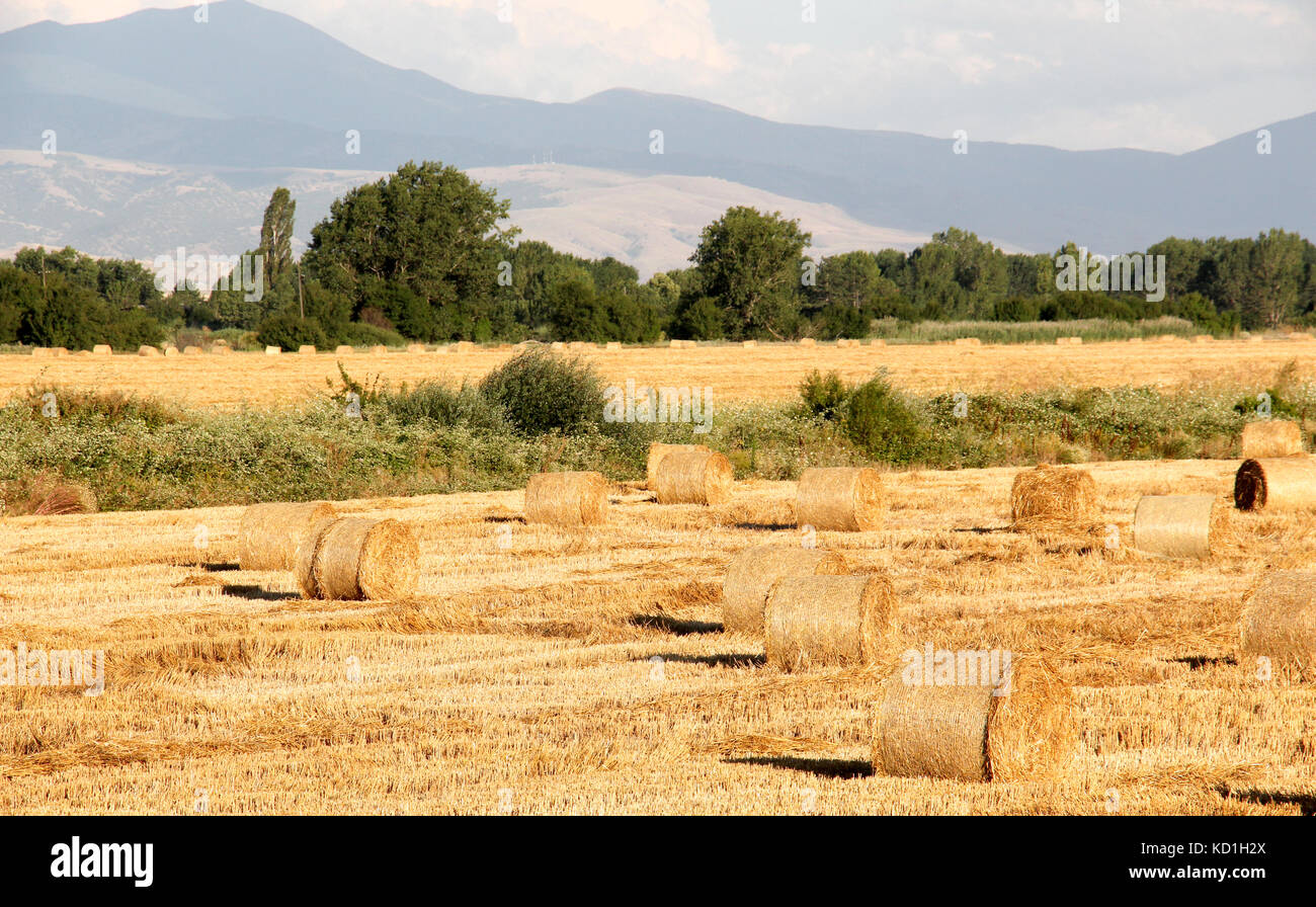 golden colors of summer wheat field after a harvest Stock Photo - Alamy